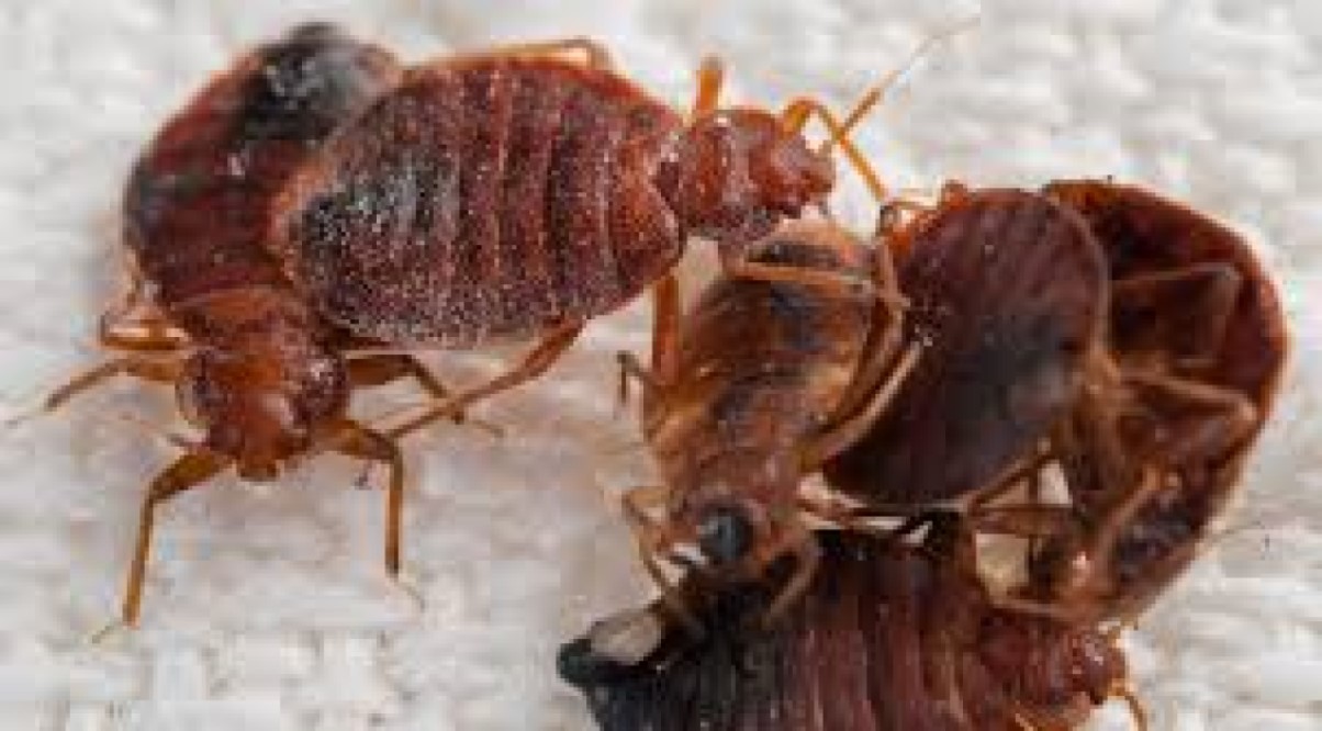 Bed Bugs Hitchhike Around the World - Corky's Pest Control