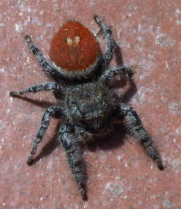 Spider Identification Guide: How to Identify Common Spiders With Ease