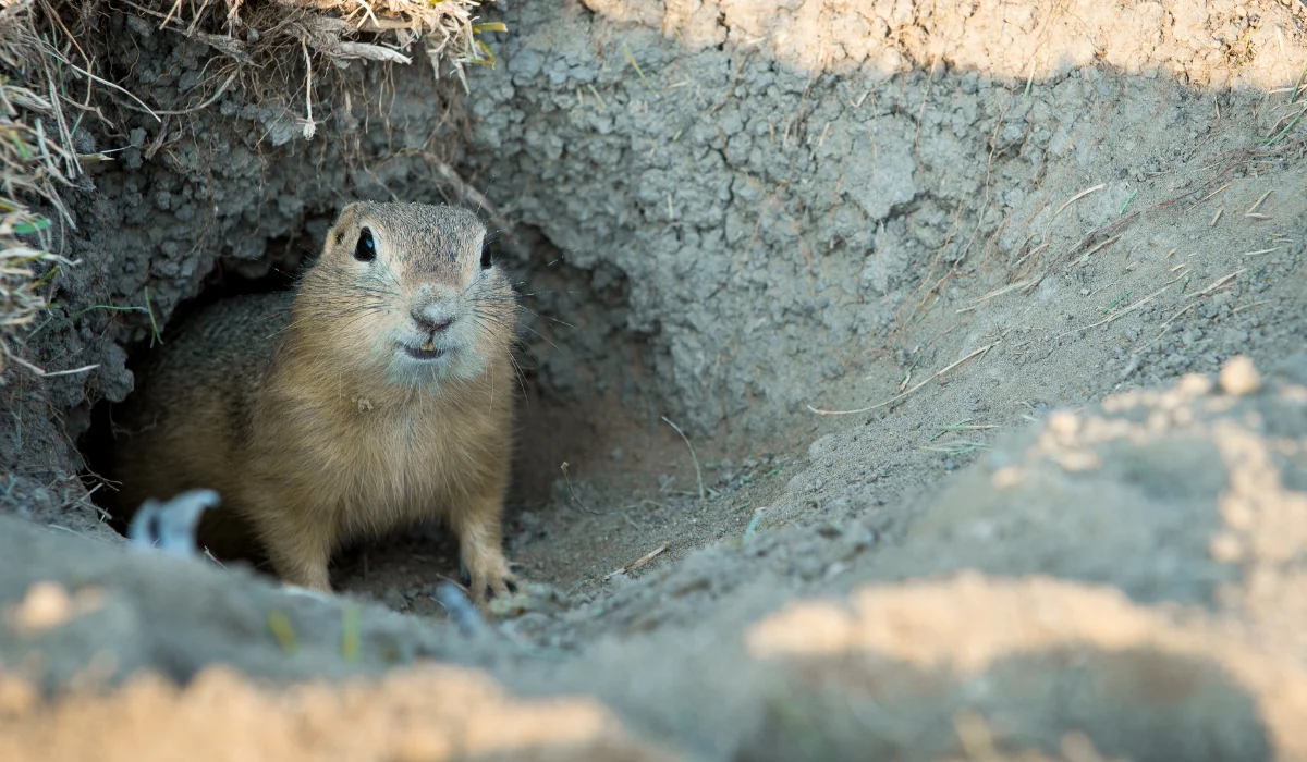Signs of Gophers in Your Yard: What to Look For & What to Do