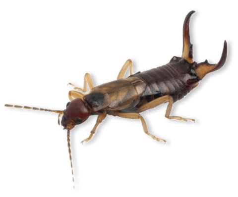 Earwid ID : Earwig Identification : Identify earwigs in California ...