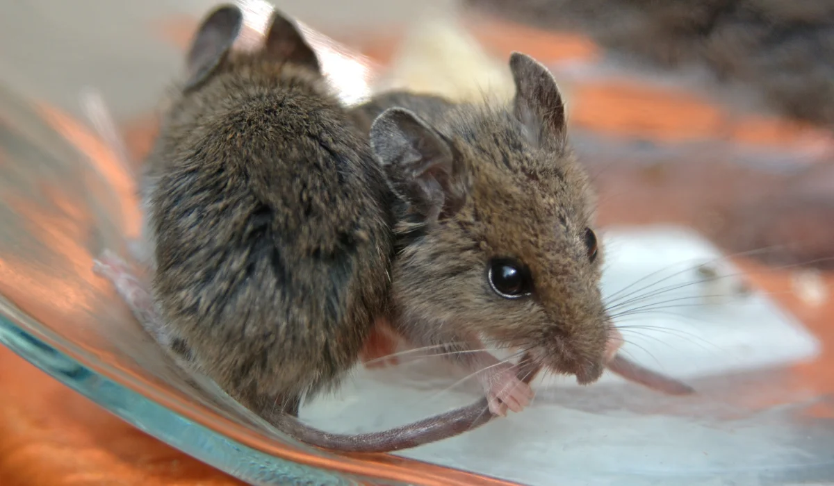 How to Prevent Mice Infestations in Orange County Homes