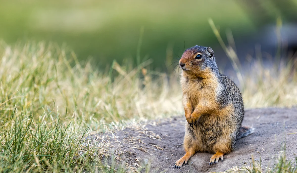 How to Identify Gopher Activity in Los Angeles Yards